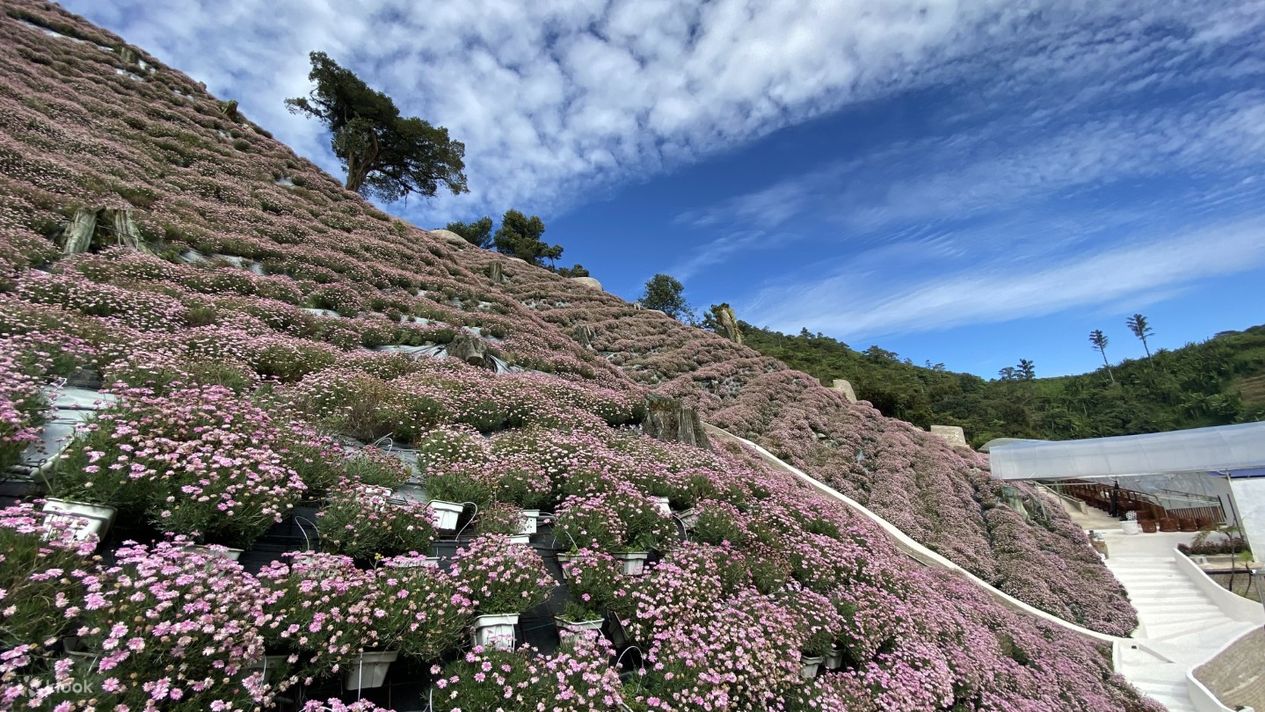 Cameron Highlands Full Day Sightseeing Tour - Klook