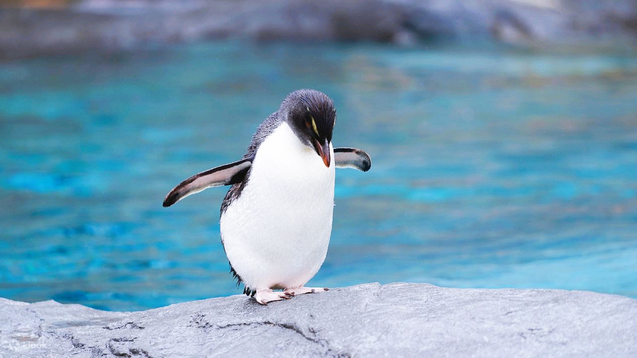 Hokkaido Zoo A Line Biei Aoike Elf Terrace One-Day Tour - Klook Malaysia