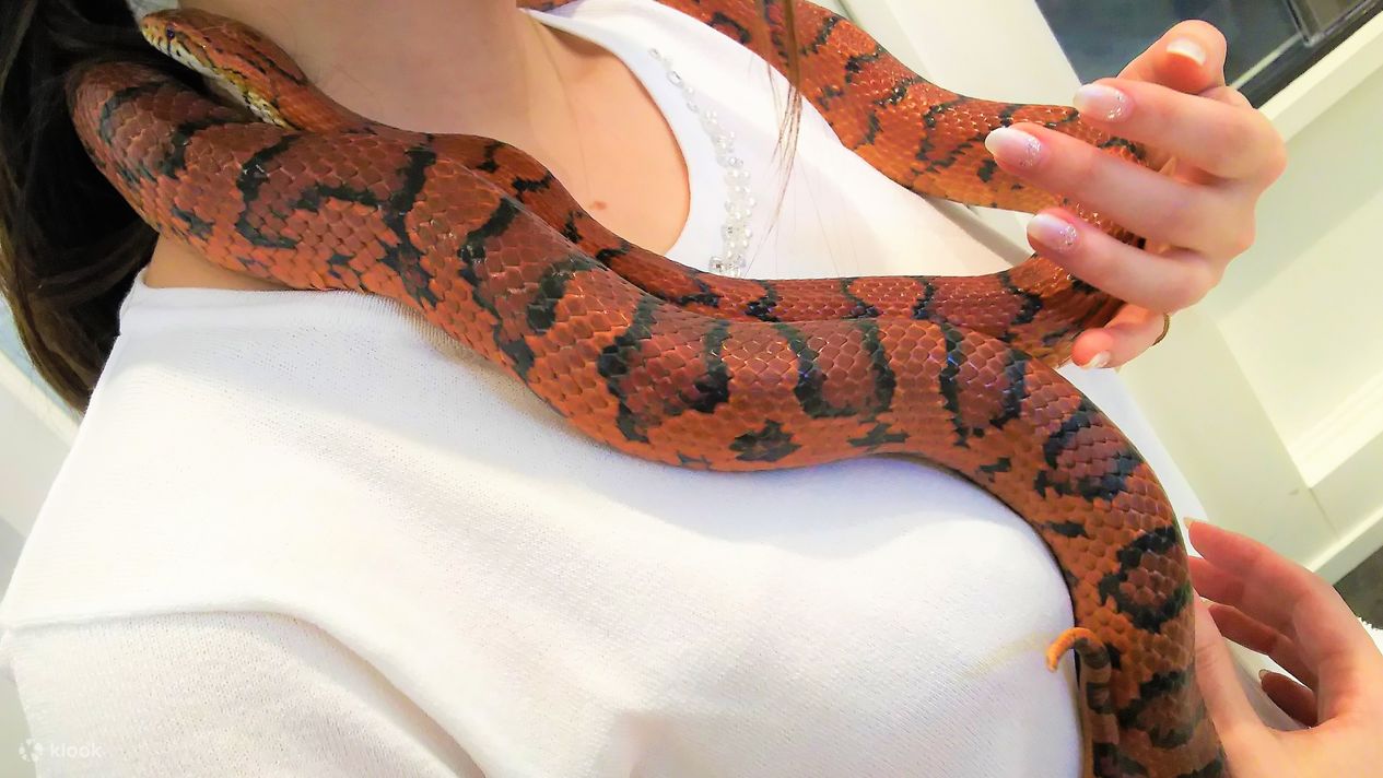 Snake Cafe in Harajuku from Tokyo - Klook Estados Unidos