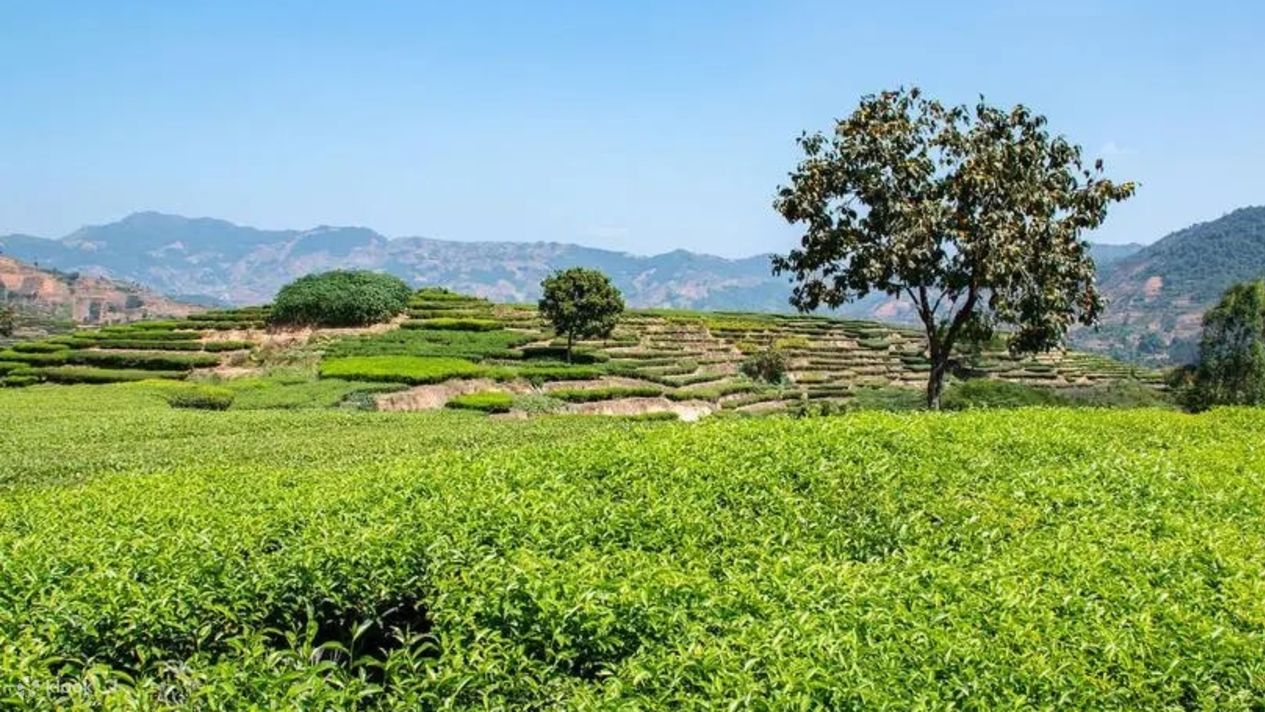 Anxi Tea Culture Private Day Tour from Xiamen with your choice of ...