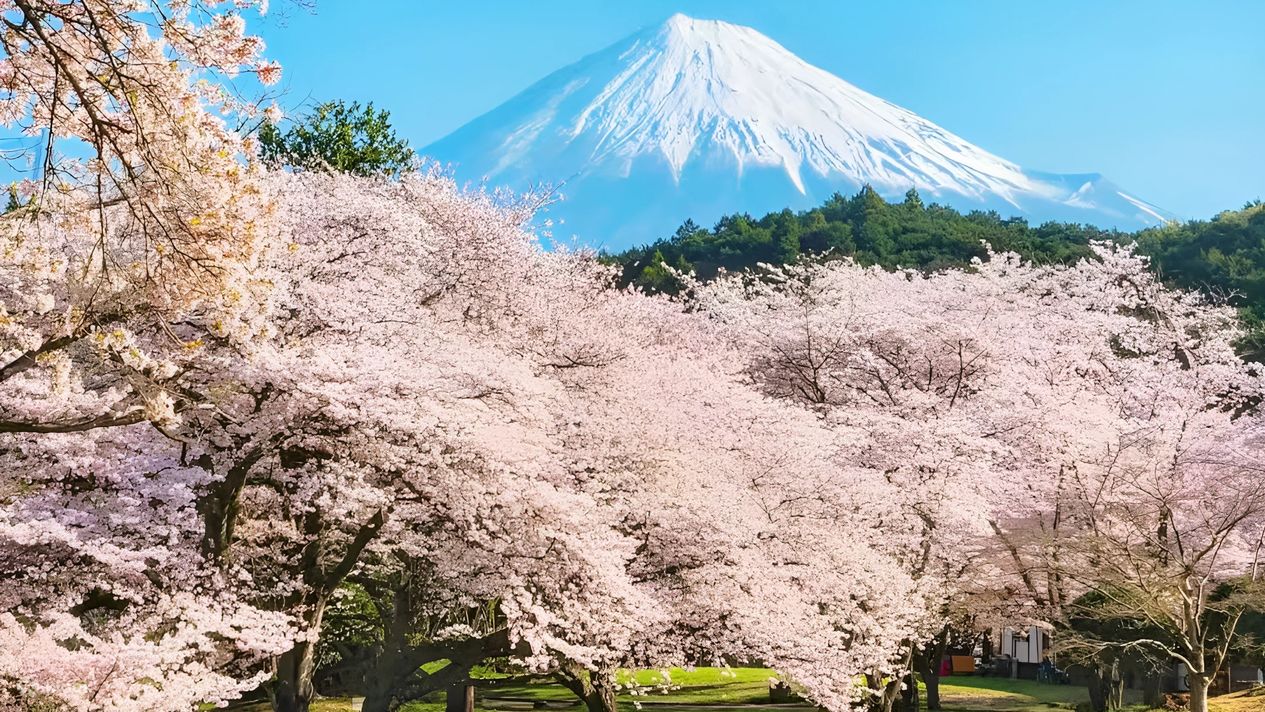 [Cherry Blossom Season Only] Mishima Skywalk & Iwamotoyama Park | Mt. Fuji Cherry Blossom Day ...