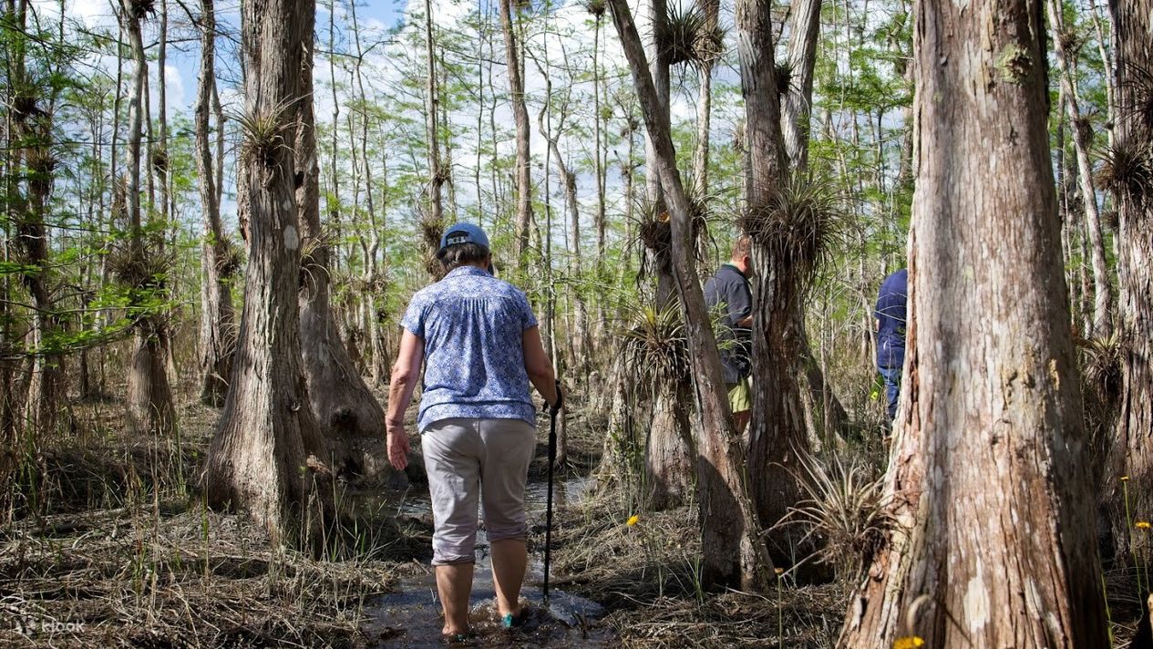 Full Day: Everglades Adventure with a Wet Walk - Klook United States