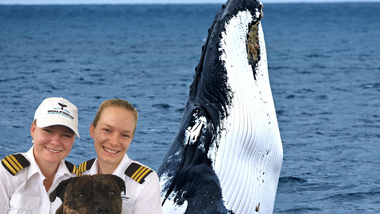 Augusta Whale Watch Experience Boat Tour - Klook