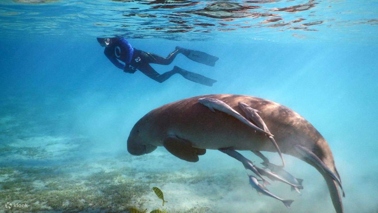 Swim with Dugongs in Marsa Mubarak - Klook Australia