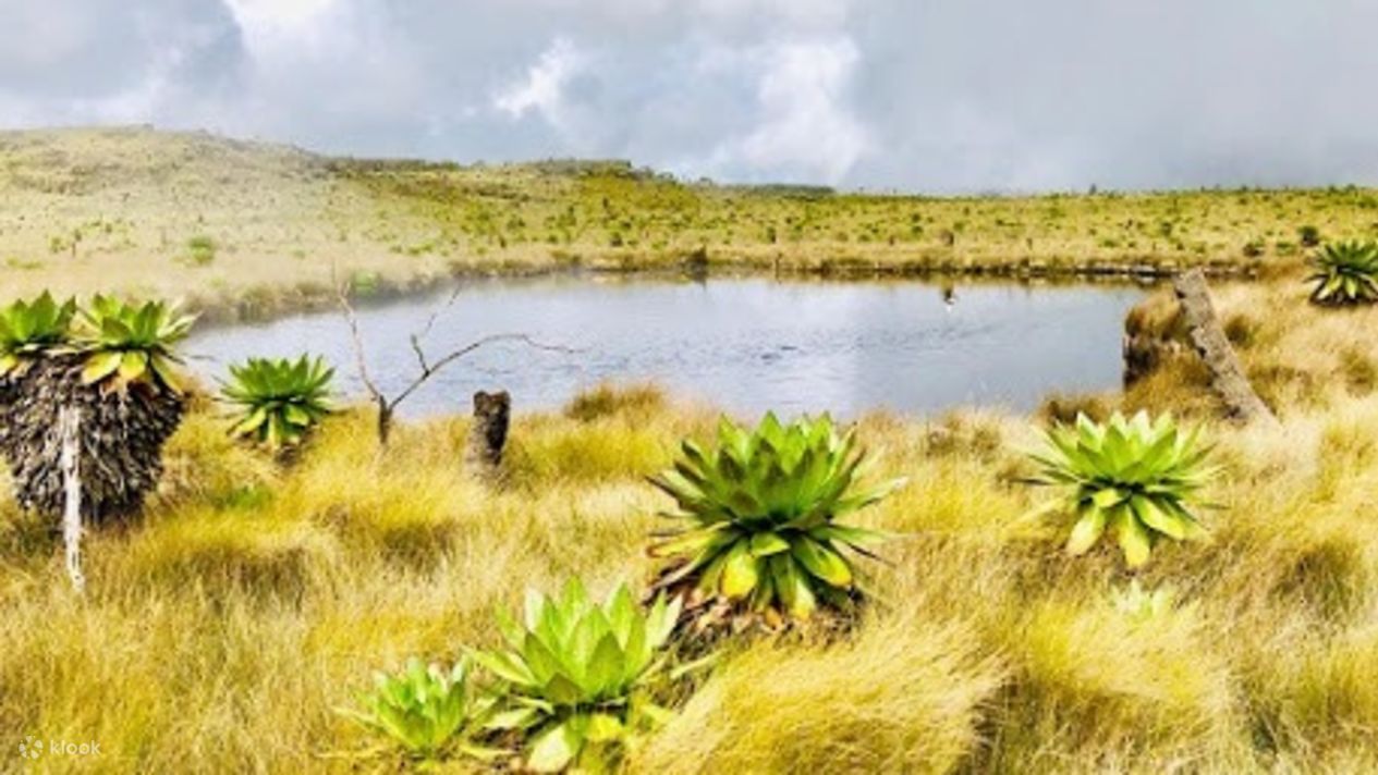Discover Nature's Magic: One-Day Hike to the Enchanting Seven Ponds of ...