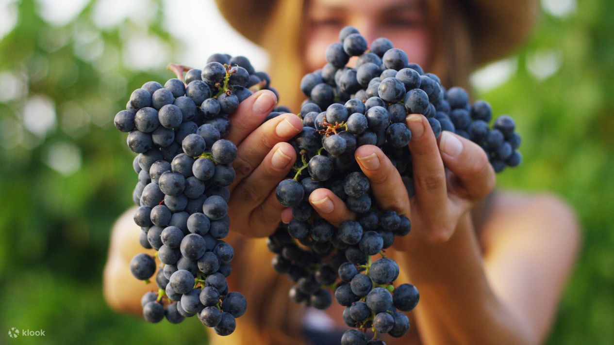 โรงกลั่นไวน์ Bonvilla Estate ชิมไวน์ใน Hunter Valley - Klook ประเทศไทย