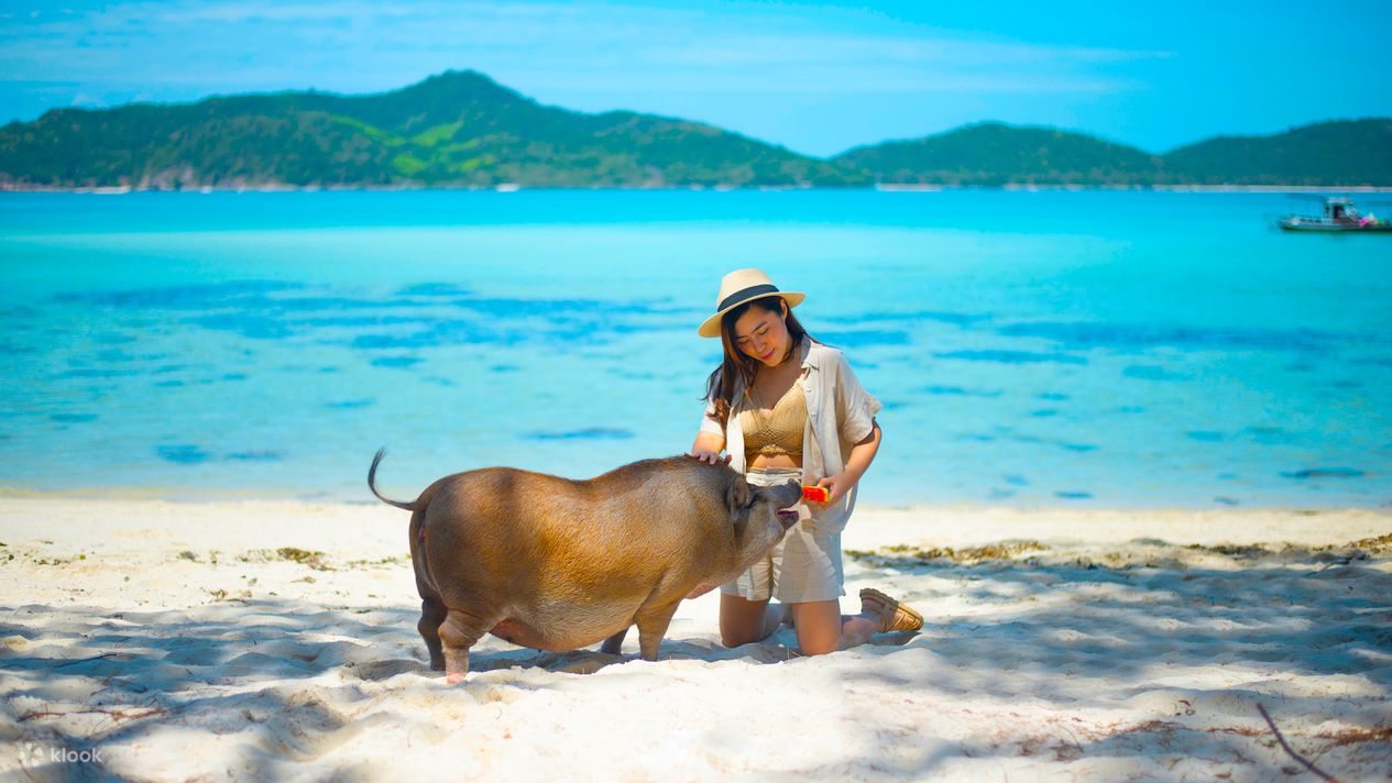 Koh Samui: Private Longtail Tour to Pig Island with Snorkel - Klook