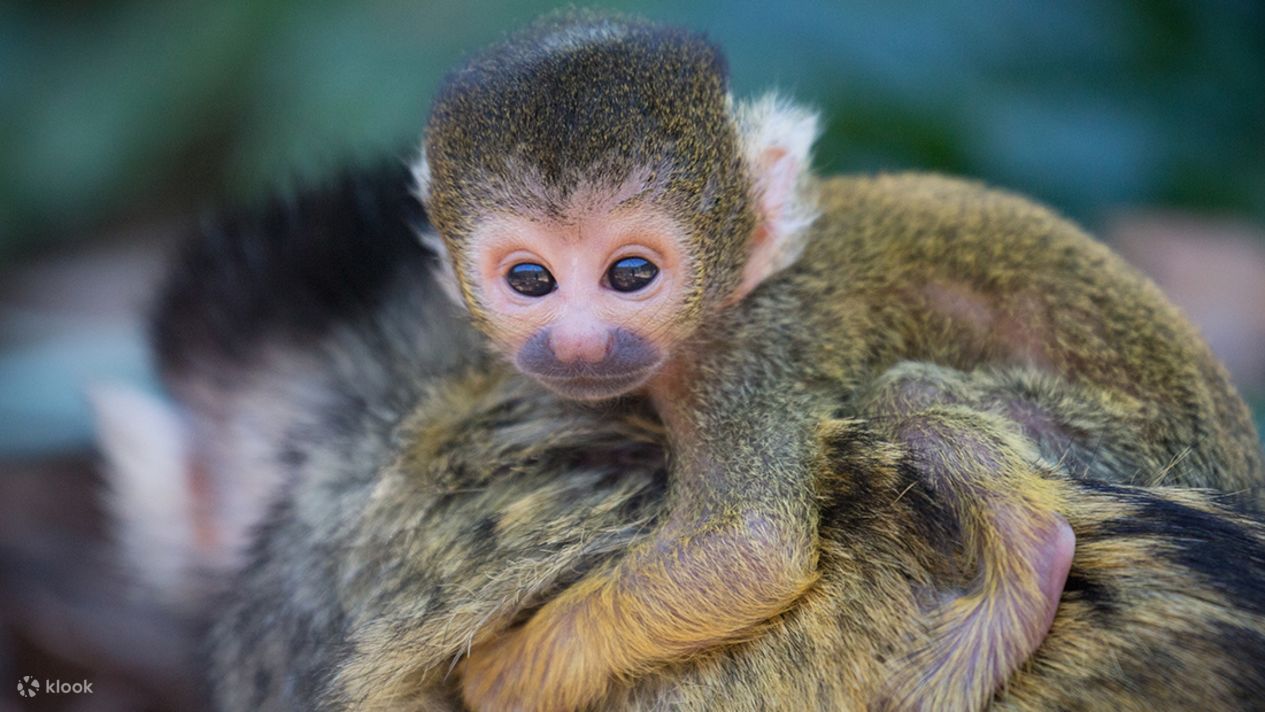 Auckland Zoo Admission Ticket in Auckland, New Zealand - Klook