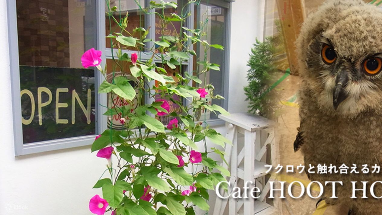 Tokyo Owl Cafe HOOT HOOT - Klook Australia
