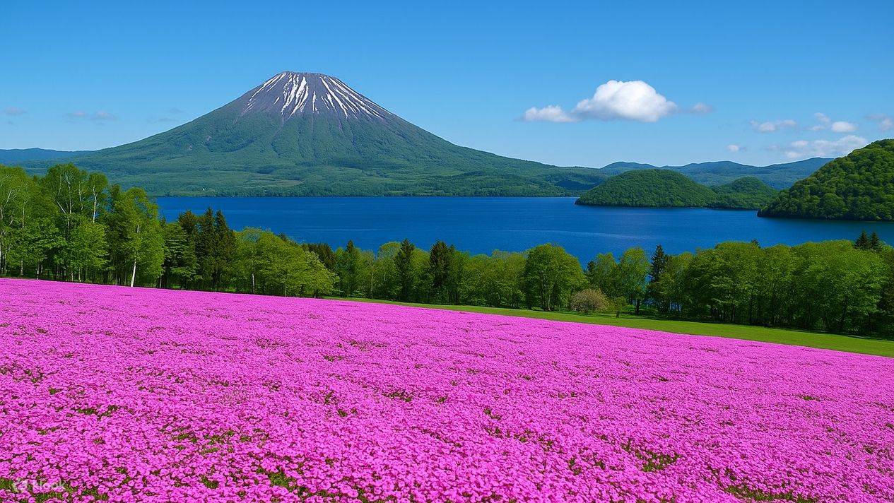 Depart from Sapporo｜Fuji, Nakayama Pass, Shibazakura Fields and Lake ...