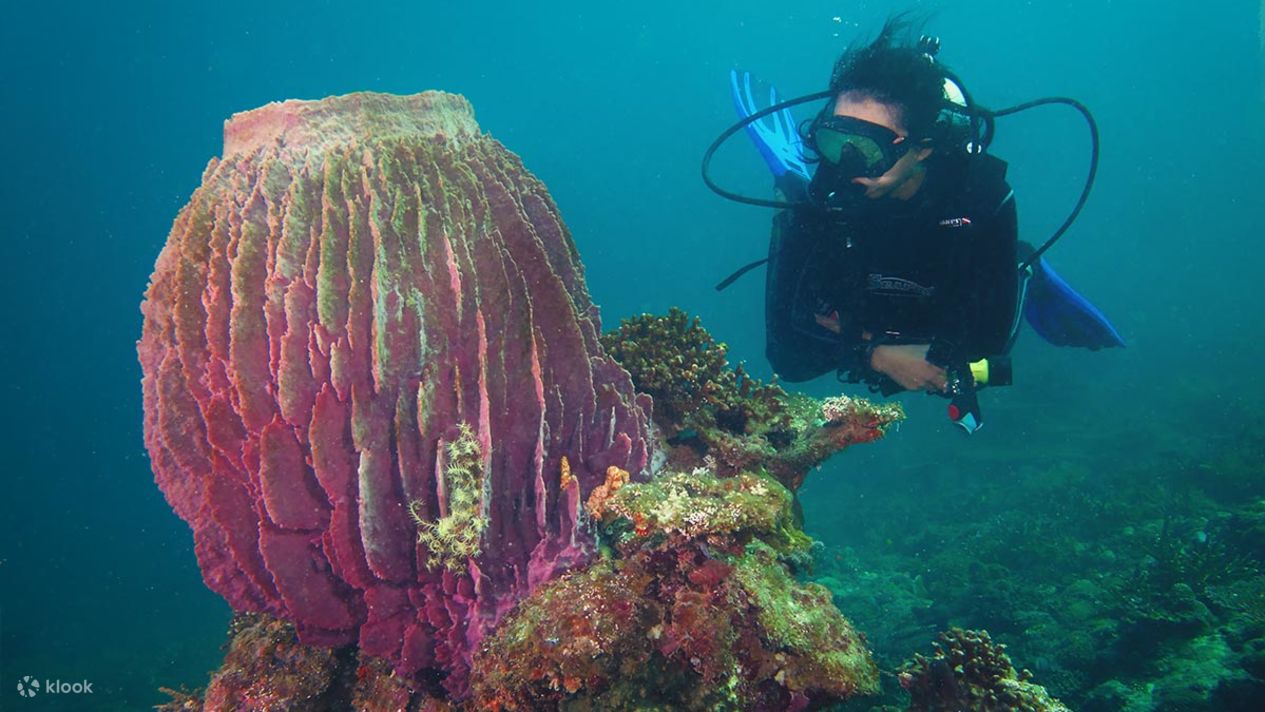 Dive into Adventure with PADI Advanced Open Water Diver in Kota ...