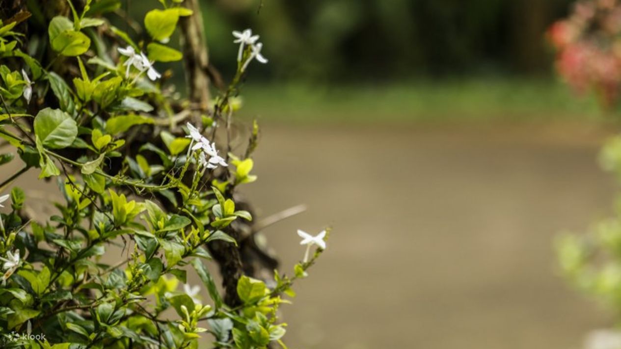 Coorg Coffee Plantation Tour - Klook Canada