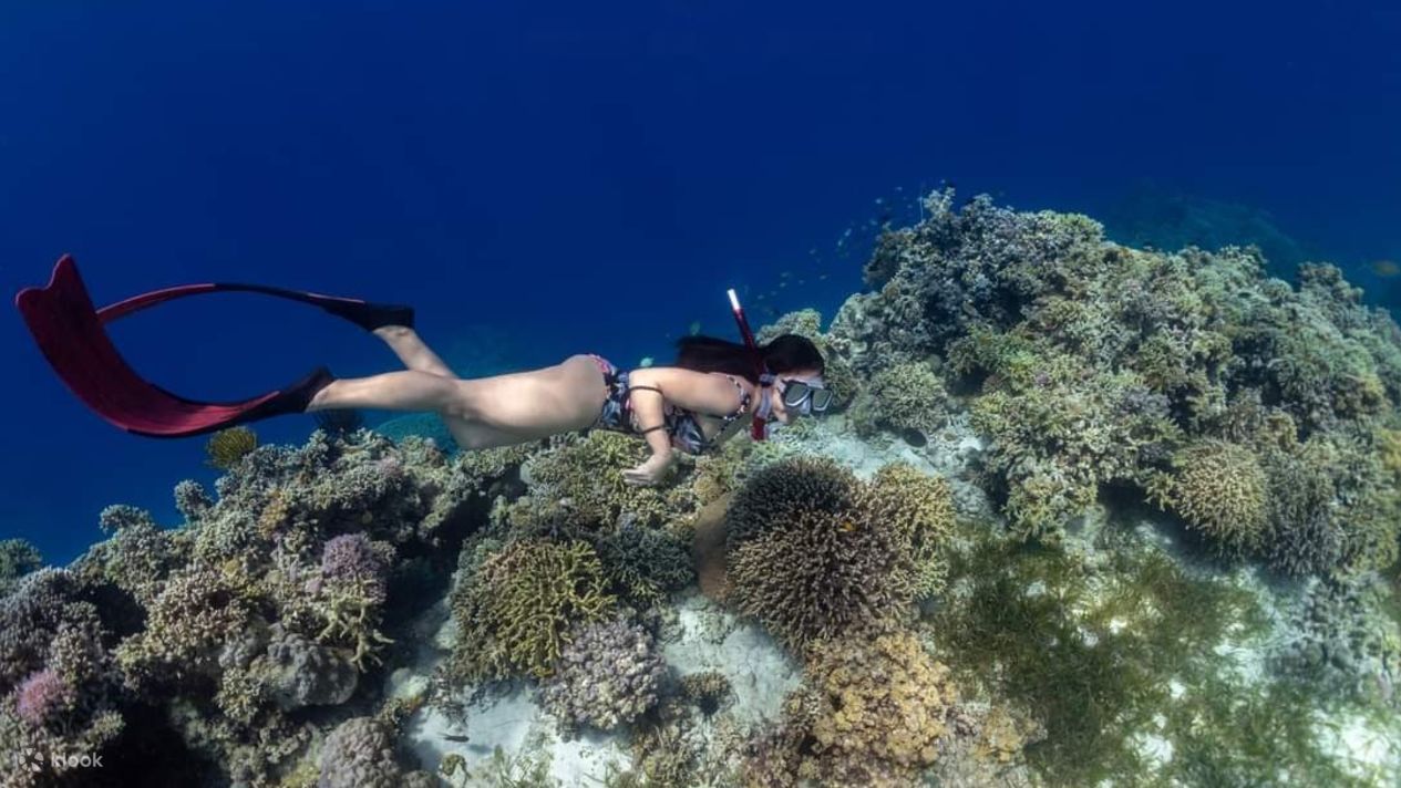 2-Day Basics of Freediving Course in Batangas - Klook Philippines