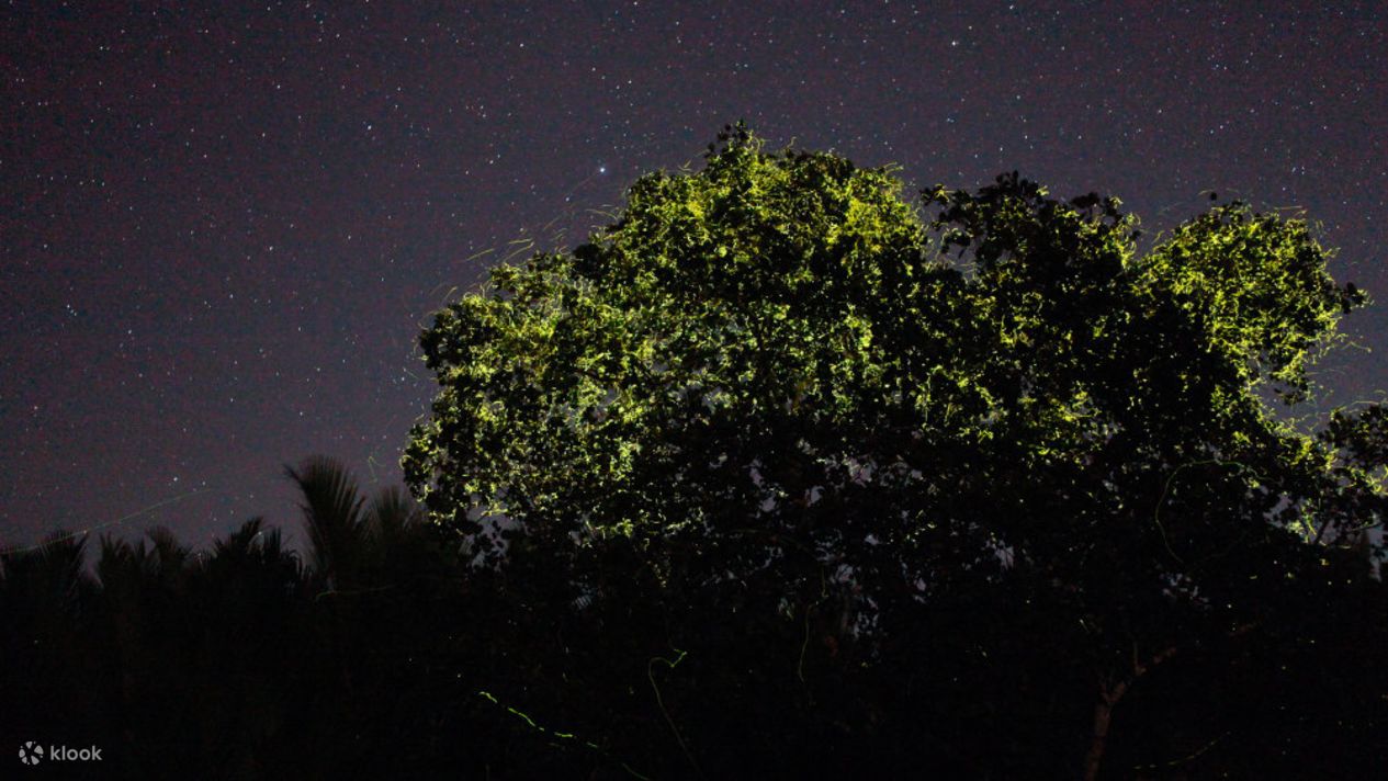 Firefly Watching with Green Thumb Farm Tour - Klook