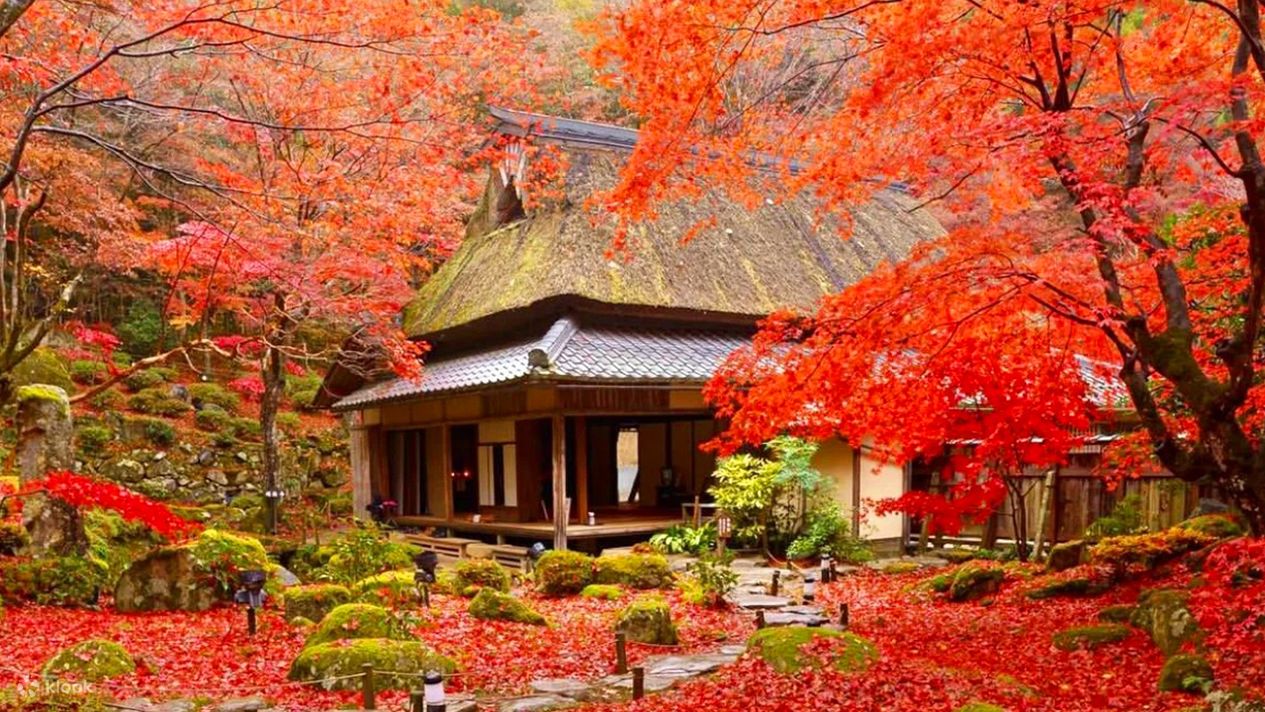 Musim daun merah｜Kuil Hieizan Enryakuji & Kyorinbo & Hachiman Cruise ...