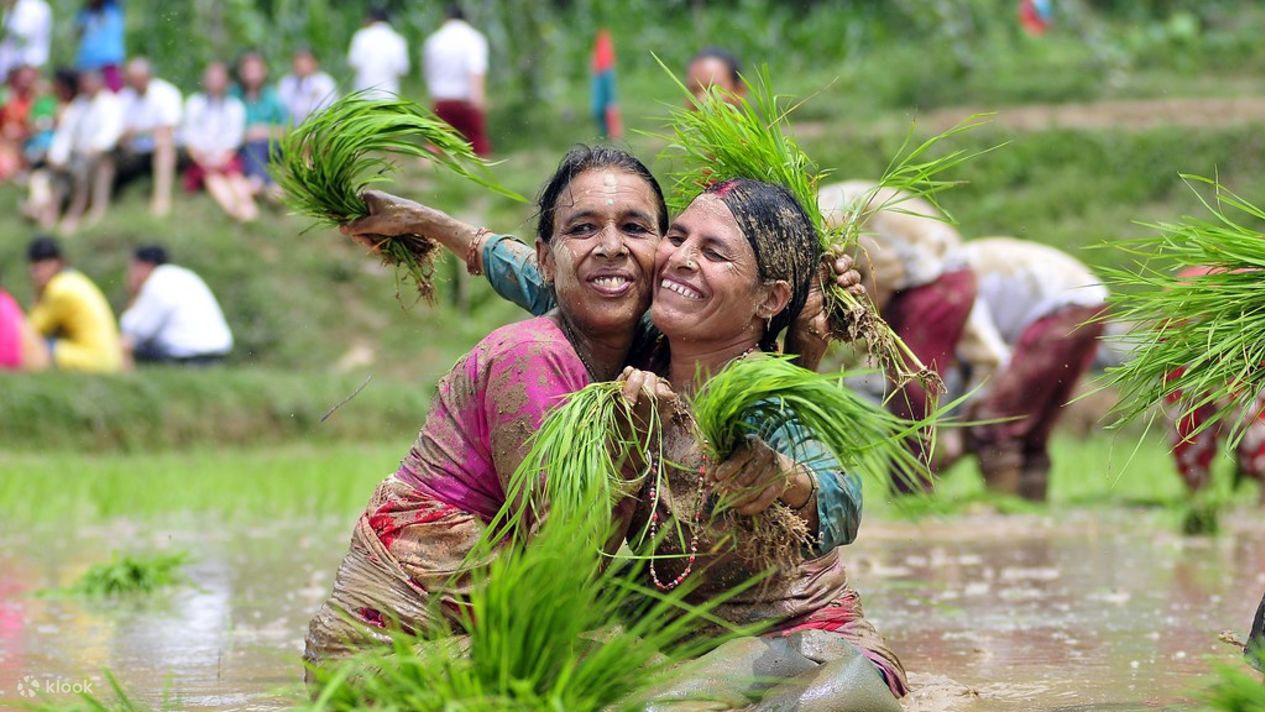 Immerse Yourself in Local Culture: Rice Planting Experience in Nepal ...