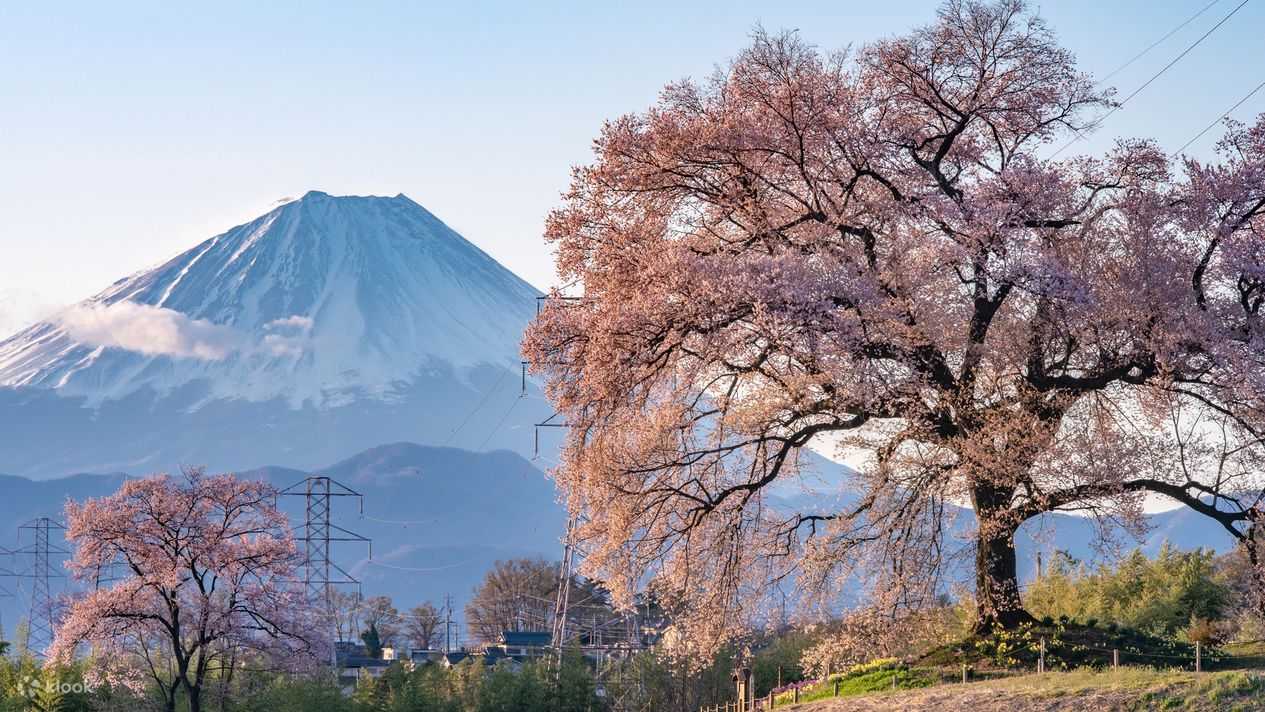 Yamanashi Takagami Sakura and Crocodzuka Cherry Blossoms One-day Cherry ...