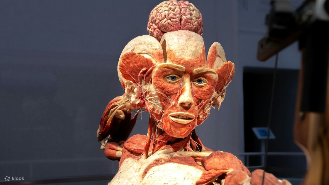 Body Worlds Museum Ticket in Heidelberg - Klook Philippines