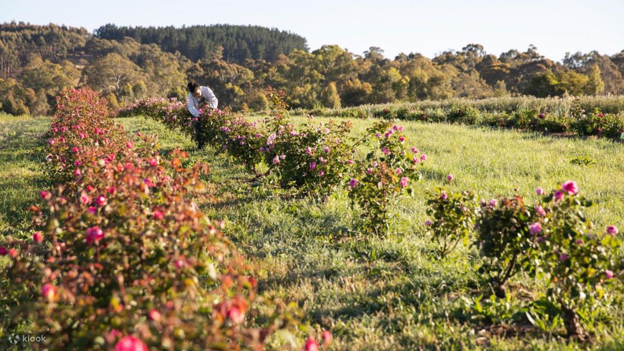 Jurlique Farm Tour And Hills Gourmet Picnic in Adelaide - Klook Australia