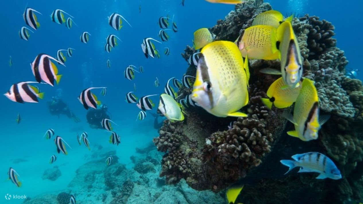 3 Days Wreck Diving Tour in Oahu - Klook Malaysia