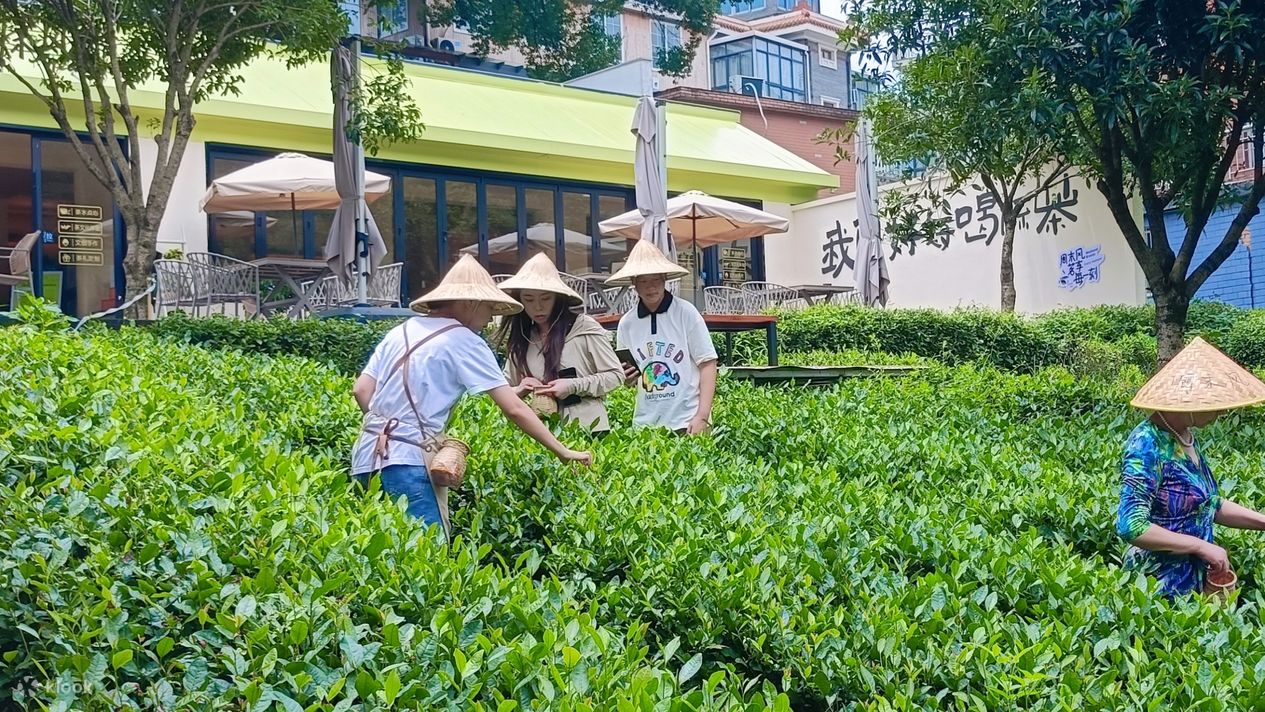 Pick tea in the tea village and explore the secrets of the oxygen-rich ...