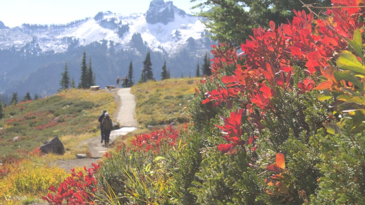 Private Full-Day SUV Tour of Mt. Rainier National Park in Seattle ...
