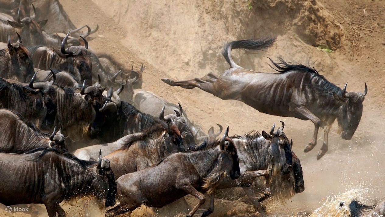 Terokai Taman-Taman Terbaik Kenya dalam 7 Hari – Pandu Arah Permainan ...