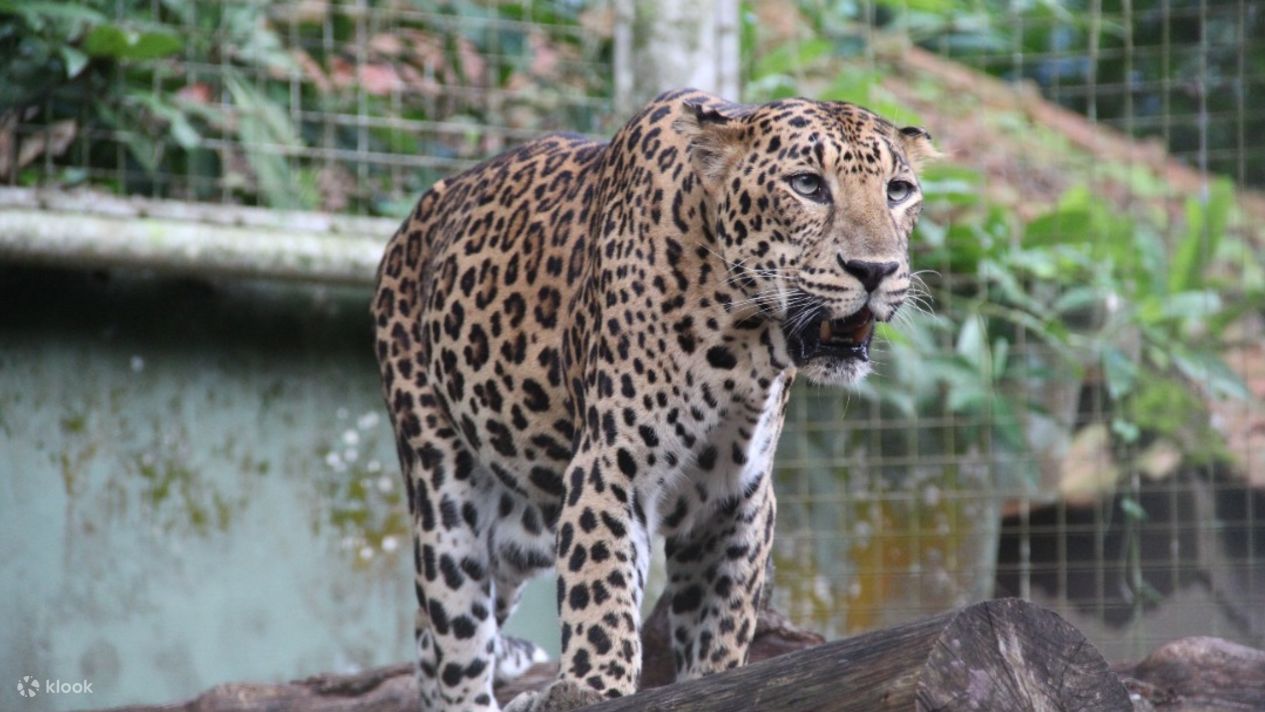 Zoo Melaka Ticket - Klook Malaysia