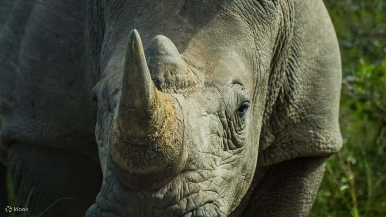 2 วัน ซาฟารีที่ทะเลสาบ Nakuru และทะเลสาบ Naivasha - Klook ประเทศไทย