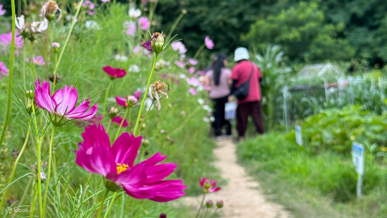 Cultural Countryside Day Tour from Daegu - Klook Australia