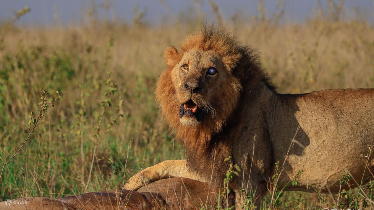 Exploring Masai Mara - Klook Australia