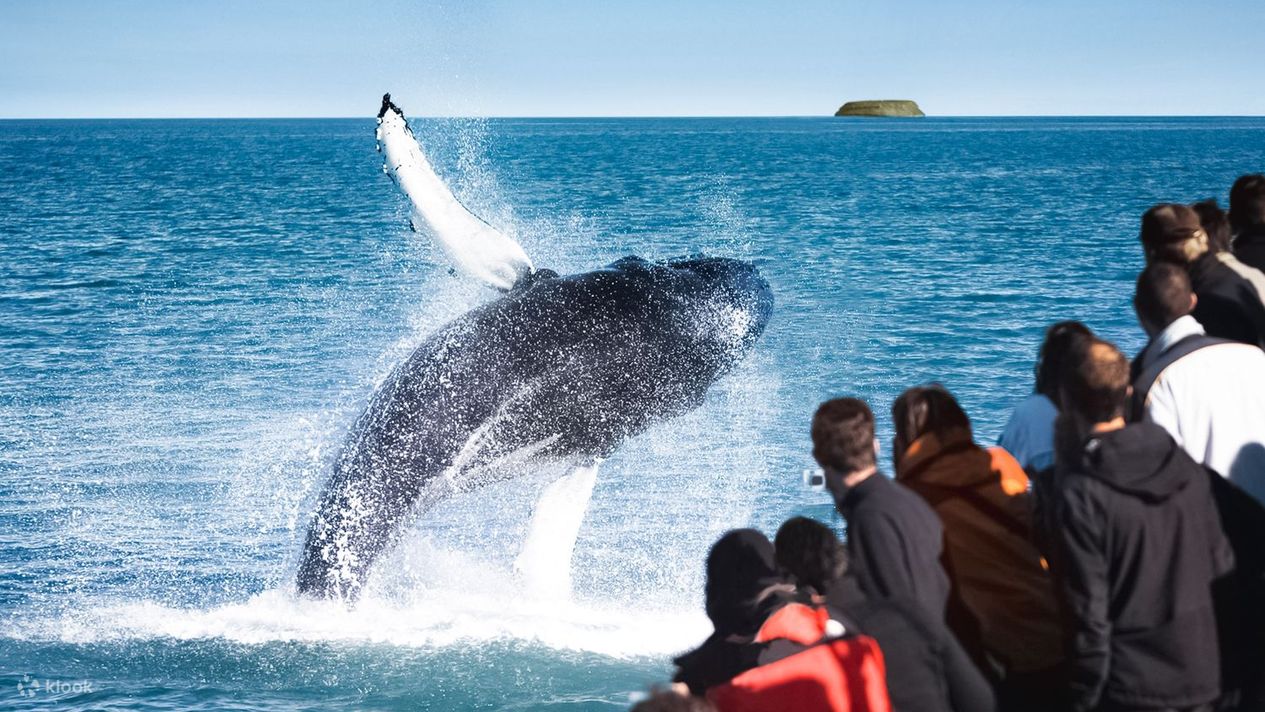 Husavik Original Whale-Watching Boat Tour - Klook Stati Uniti