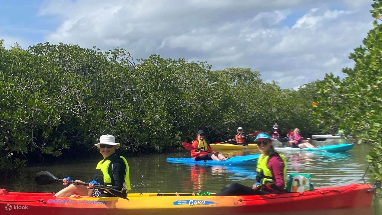 Mangroves and Mansions Guided Kayak Tour of Noosa River - Klook Malaysia
