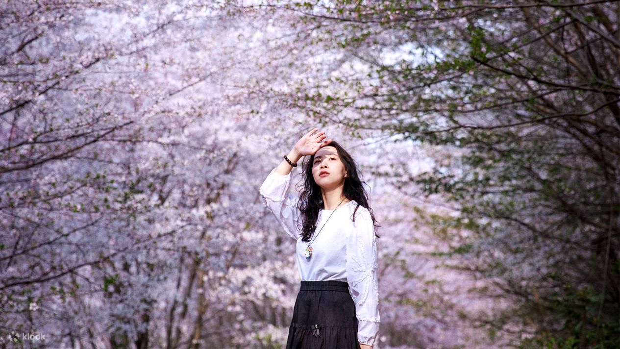 [Cherry Blossom Limited] Guizhou Pingba Cherry Blossom Day Tour (Round ...