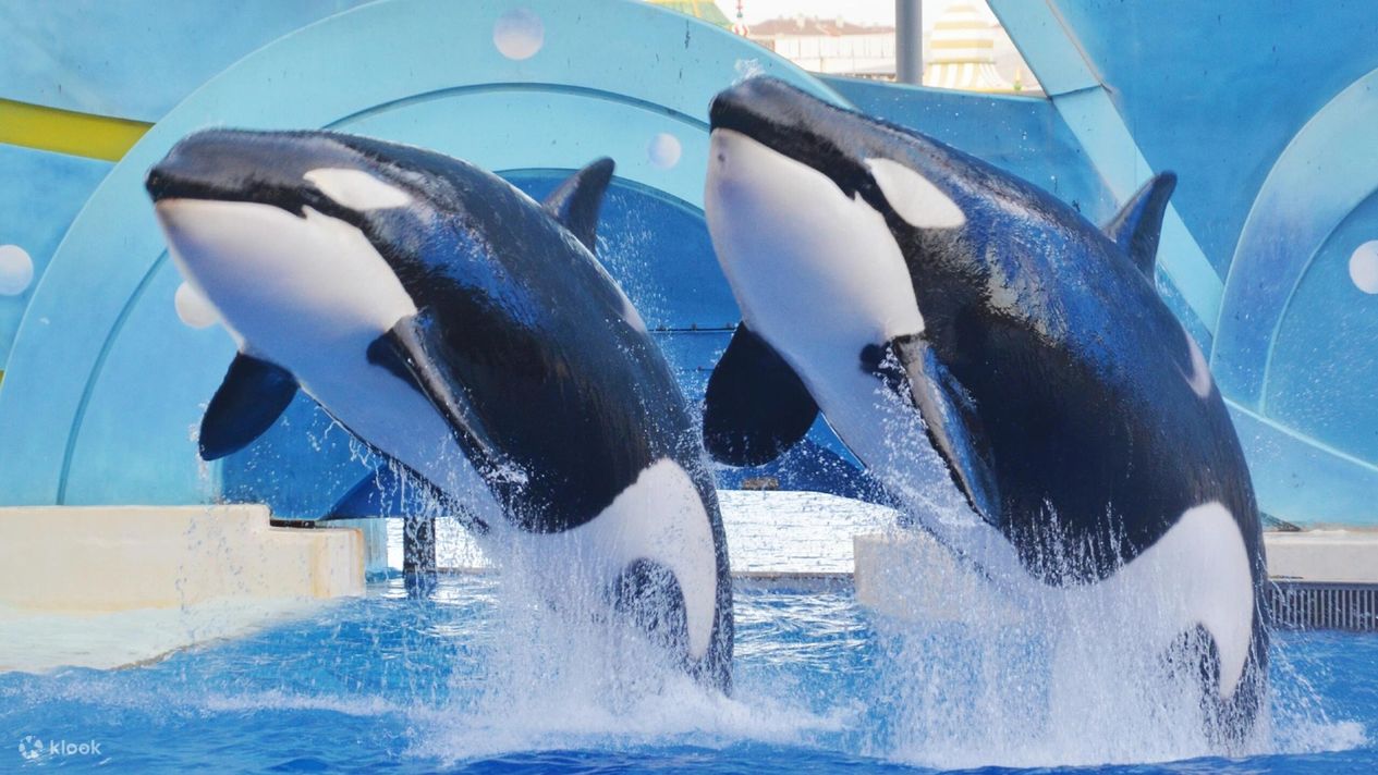 One-day tour of Shanghai Haichang Ocean Park (Killer Whale Show ...