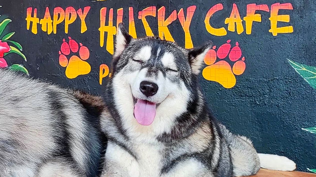 Your Husky Wonderland in Puerto Princesa - Klook