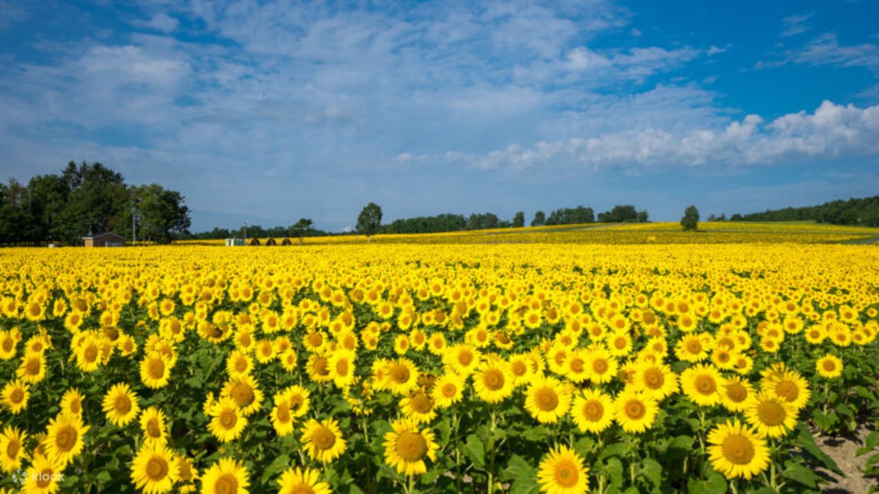 Hokkaido Asahiyama Zoo & Ueno Garden & Hokuryucho Sunflower Village Day ...