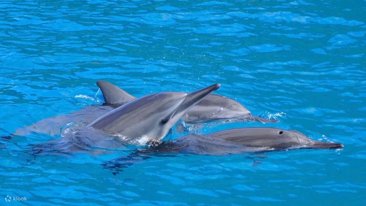 Kealakekua Bay Snorkel & Dolphin Watch in Hawaii - Klook Philippines