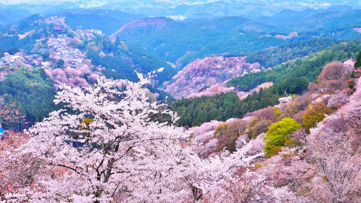Cherry Blossoms "One Eye Thousand" Mt. Yoshino Day Tour (From Osaka ...