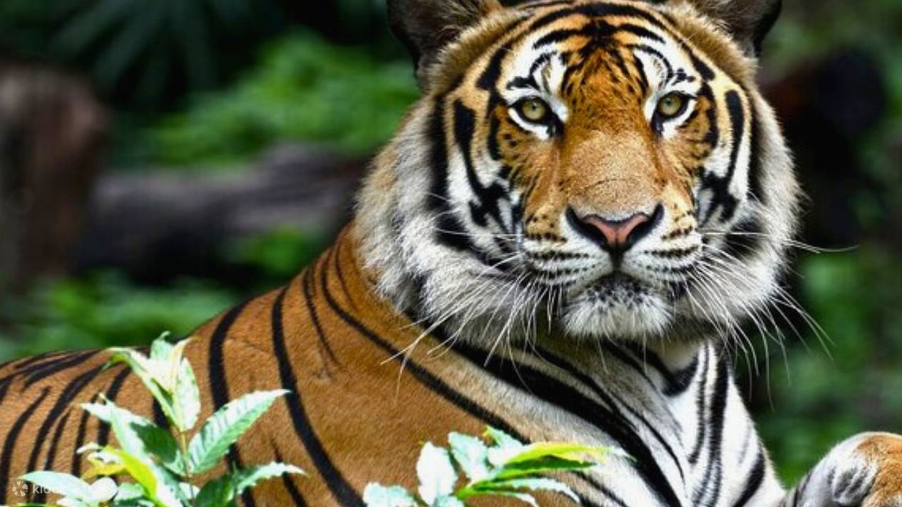 From Delhi: 5-Days Golden Triangle Tour with Tiger Safari - Klook Hong Kong