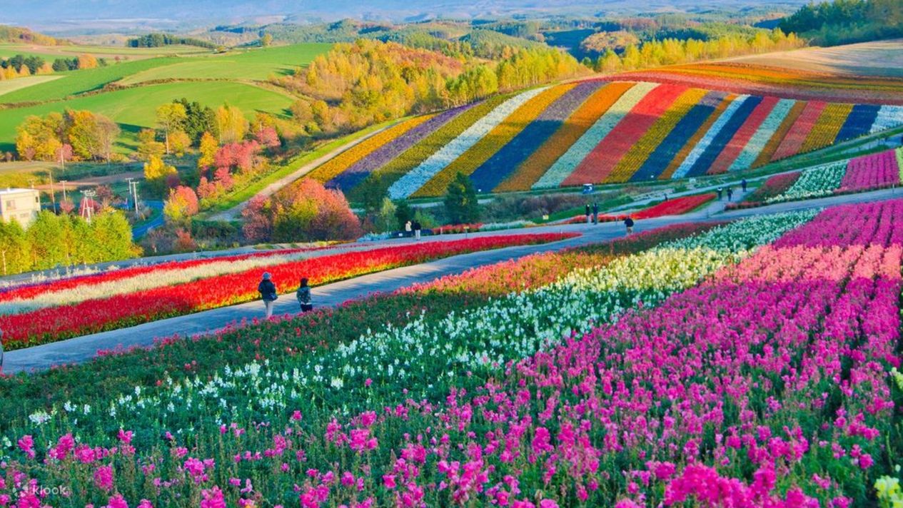Roller Coaster Road & Biei Blue Pond & Shikisai no Oka & Farm Tomita ...