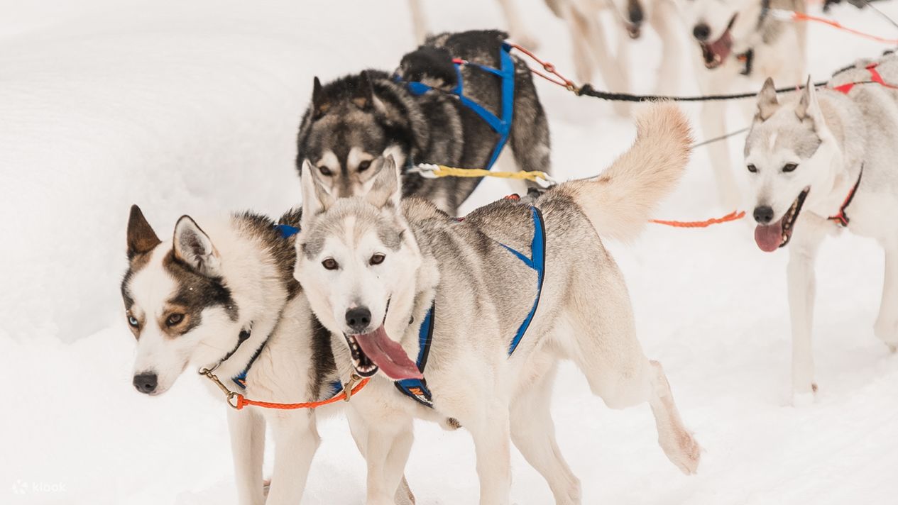 Husky Kennel Visit and Sledding Tour - Klook United States