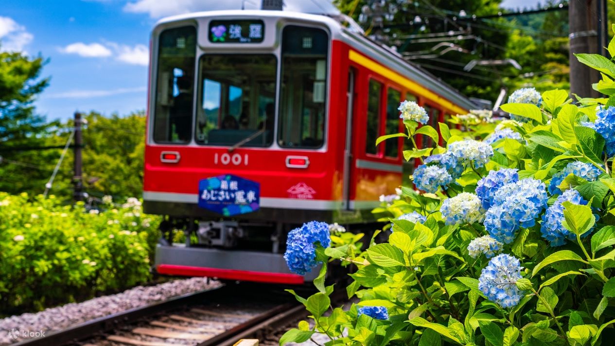 Mishima Sky Bridge Hydrangea Festival, Hakone Hydrangea Tram ...