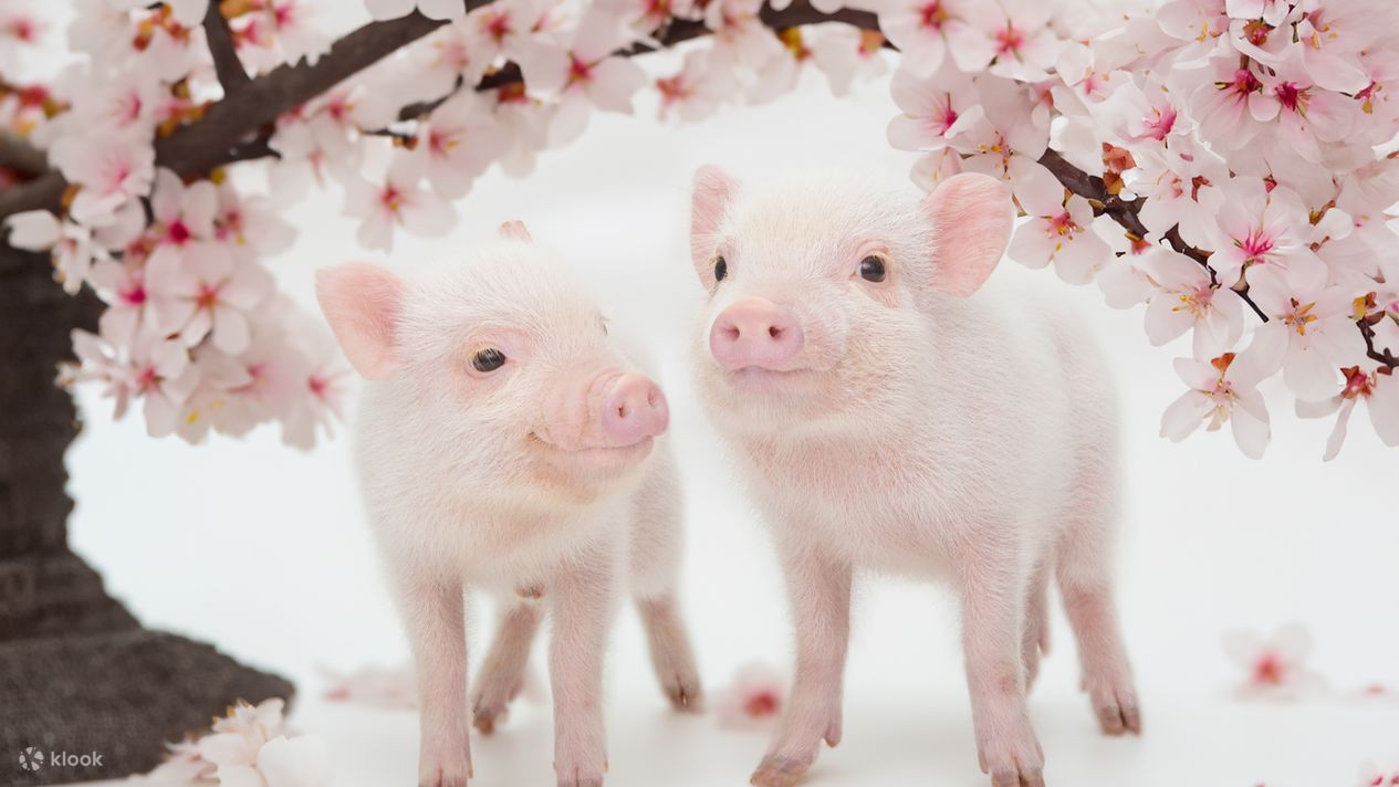 Mipig, a cafe where you can interact with micro pigs (Harajuku ...