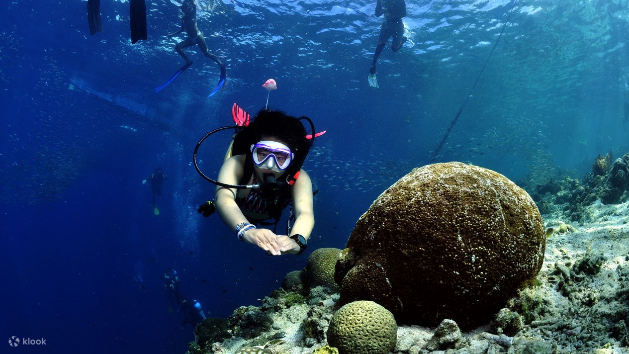 Dive into Adventure: PADI Open Water Diver in Moalboal with PADI 5 Star ...