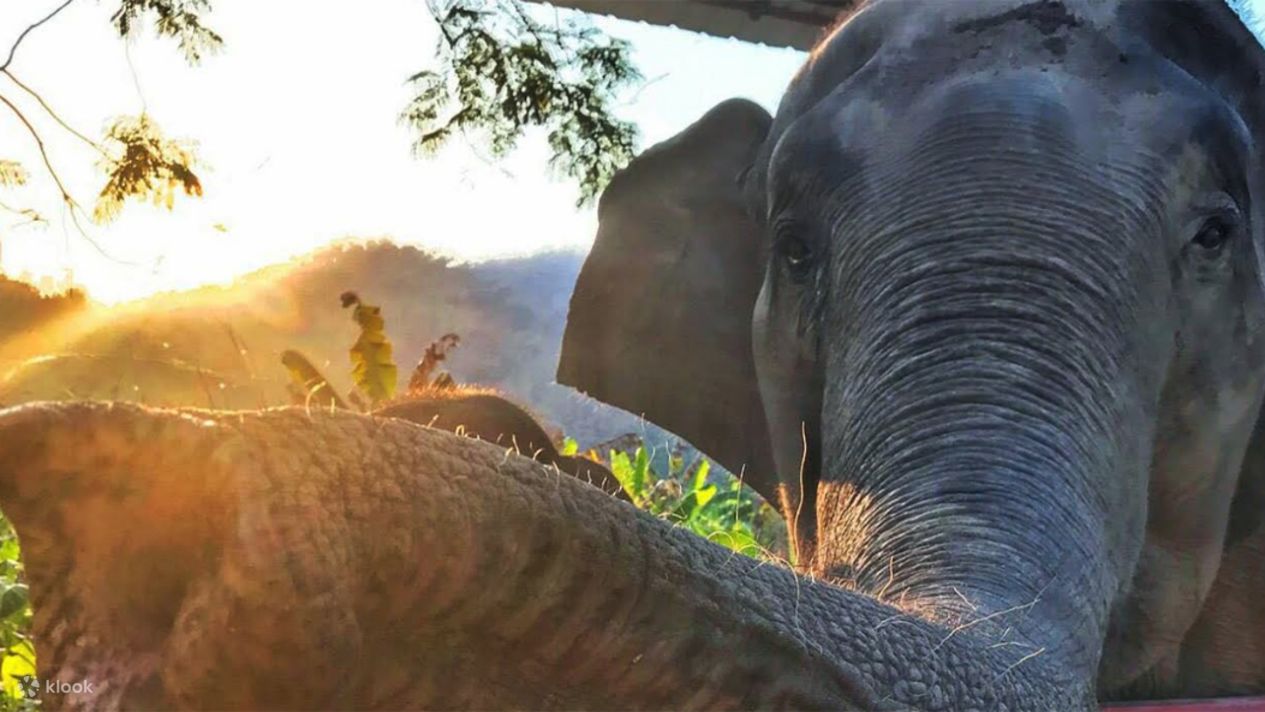 Tee Tee 大象之家的大像日托 - Klook客路
