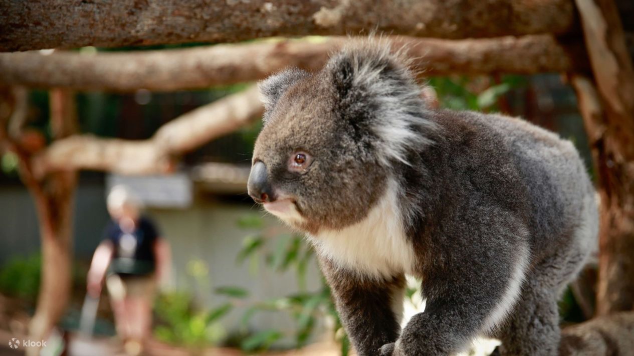 Koala Experience at Melbourne Zoo - Klook Australia