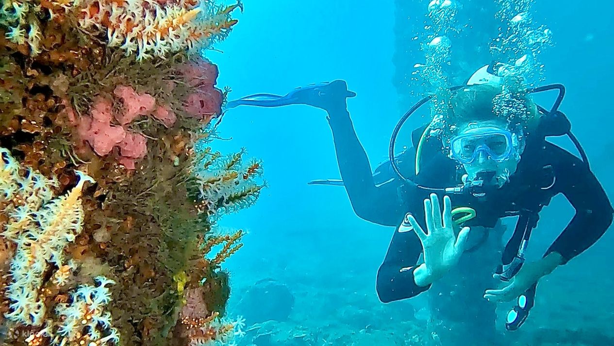 Busselton Jetty and Underwater Sculptures Discover Scuba Dive - Klook
