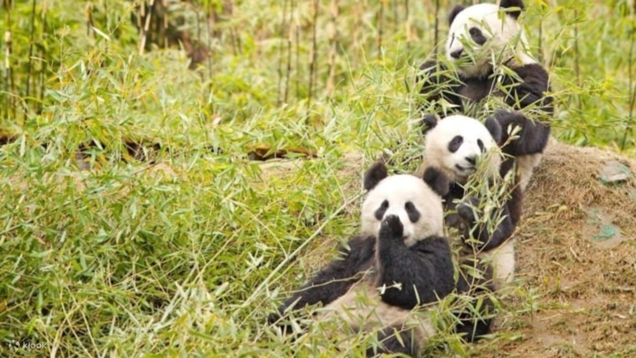 Chengdu Private Group Day Tour Panda Base Wenshu Monastery People's ...