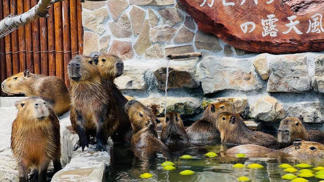Yilan Capybara Ticket at Zhang Mei Ama's Farm - Klook Singapore